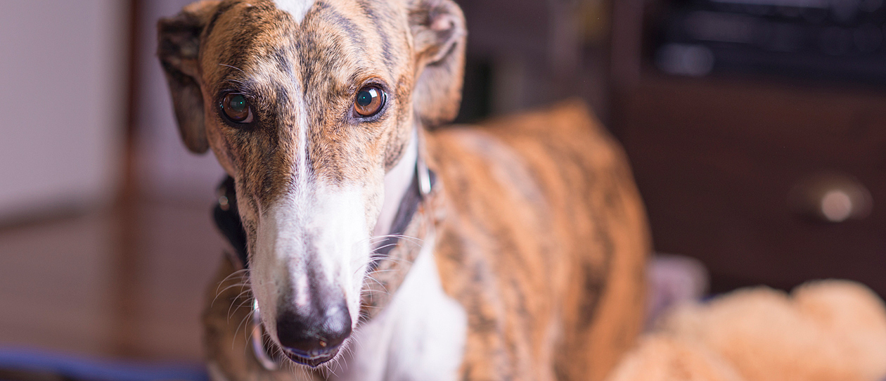 Why we love this rescue Greyhound - PAW by Blackmores