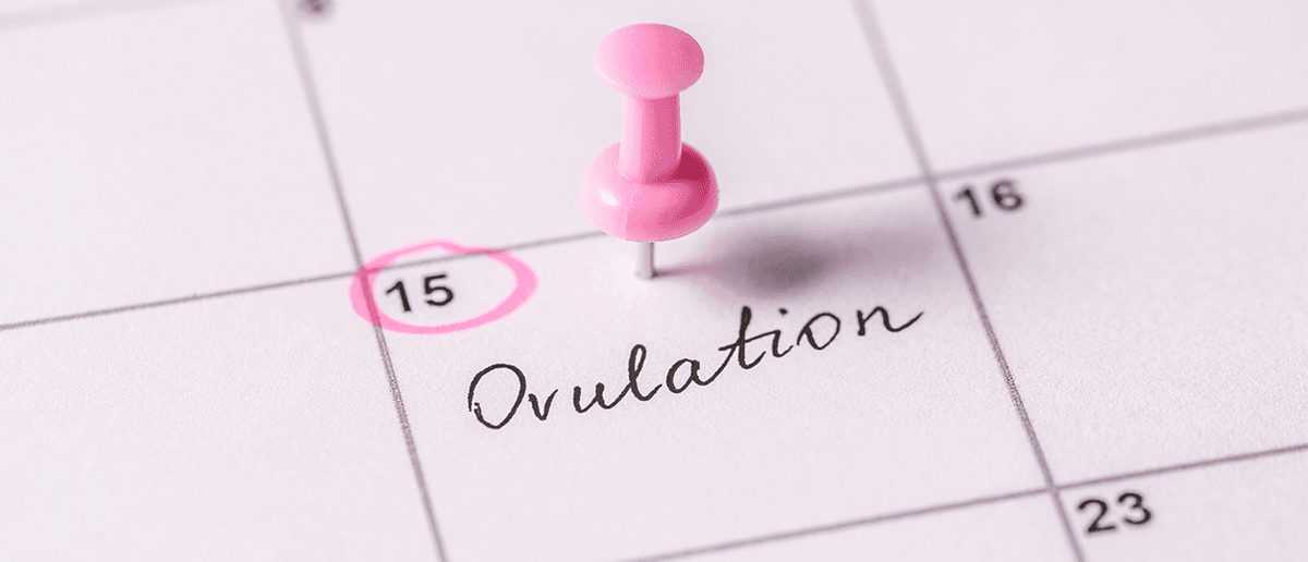 What is an ovulation window? - Blackmores
