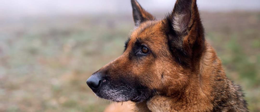 Talking breeds - German Shepherds - PAW by Blackmores